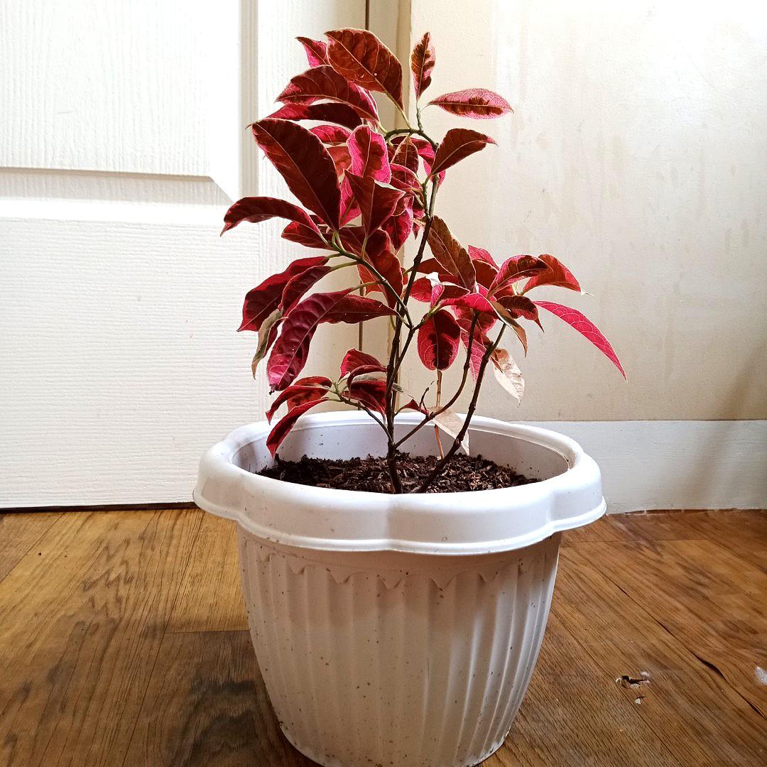 Picara / Chinese Croton Plants with Pot Indoor or Outdoor Houseplants ...