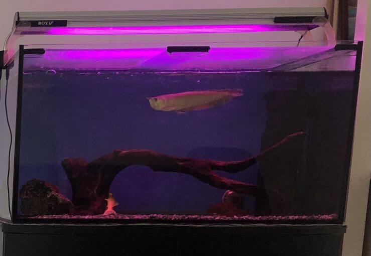 Fish Tank 70x40x40 cm, Pet Supplies, Homes & Other Pet Accessories on ...