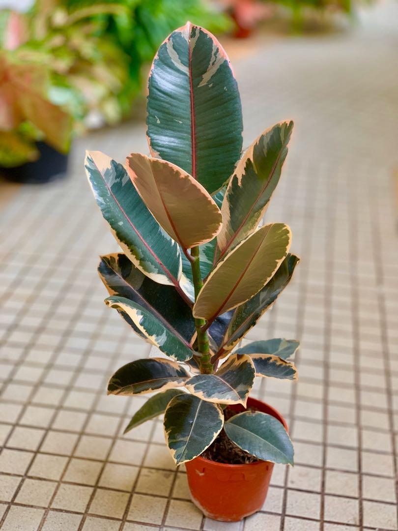 Variegated Rubber Plant Tree Variegata Ficus elastica pink tineke ...