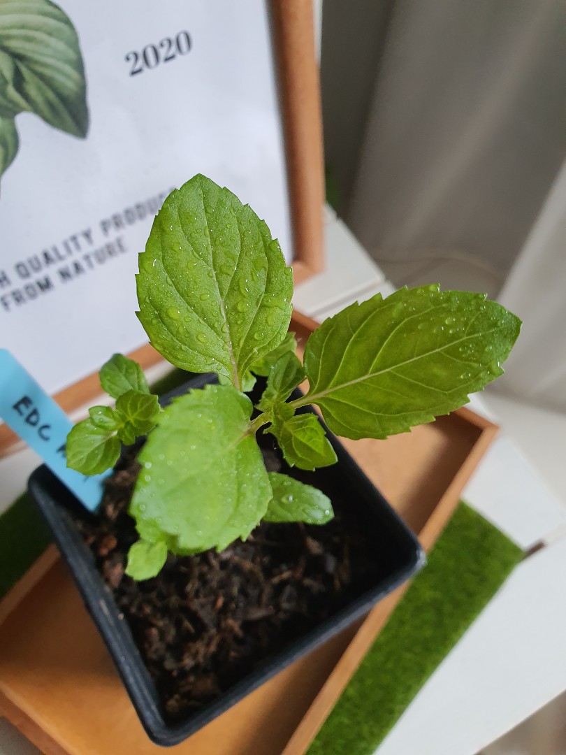 Eau De Cologne Mint, Furniture & Home Living, Gardening, Plants & Seeds ...