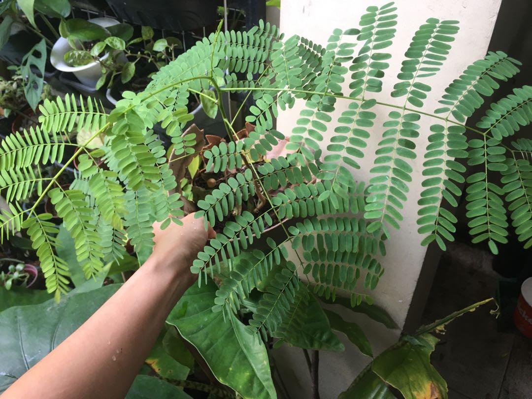 Fire tree seedling - Pasig, Furniture & Home Living, Gardening, Plants ...