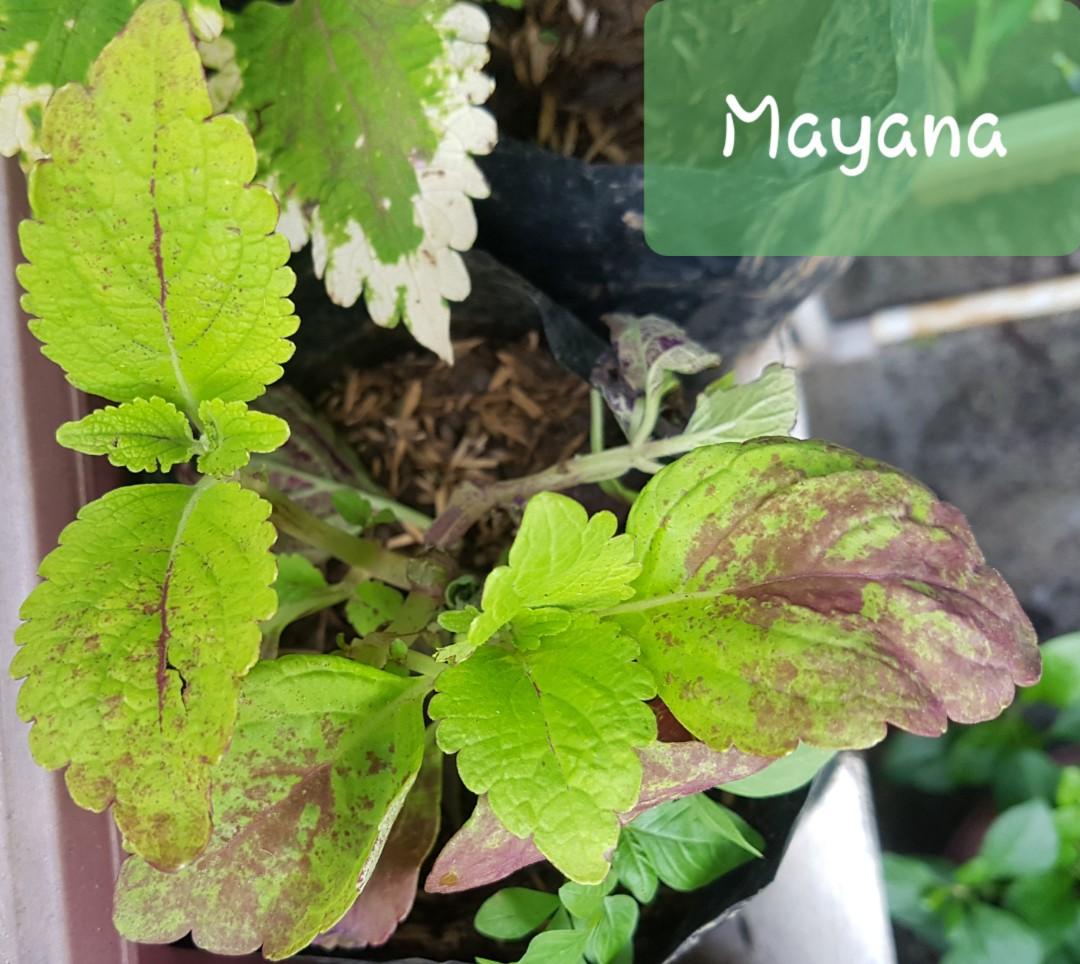 Mayana/Coleus Plant, Furniture & Home Living, Gardening, Plants & Seeds ...