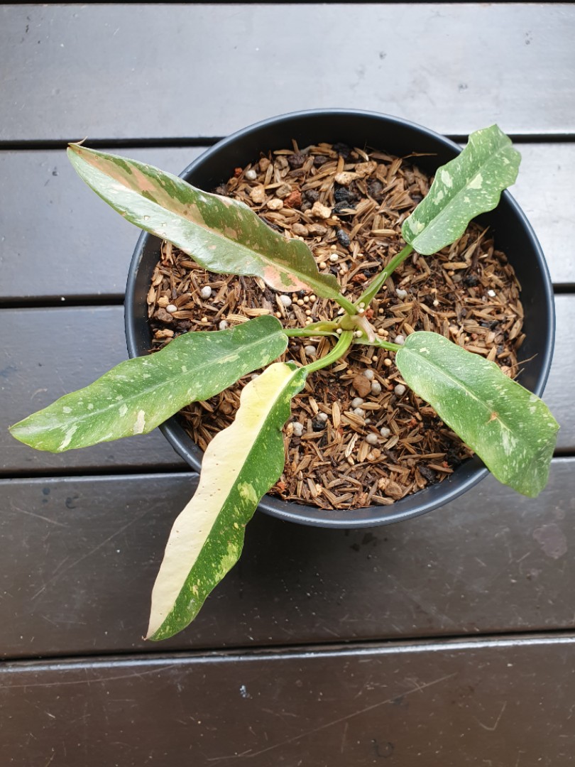 Philodendron 'Ring of Fire' half moon, Furniture & Home Living ...