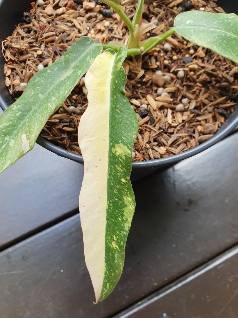 Philodendron 'Ring of Fire' half moon, Furniture & Home Living ...