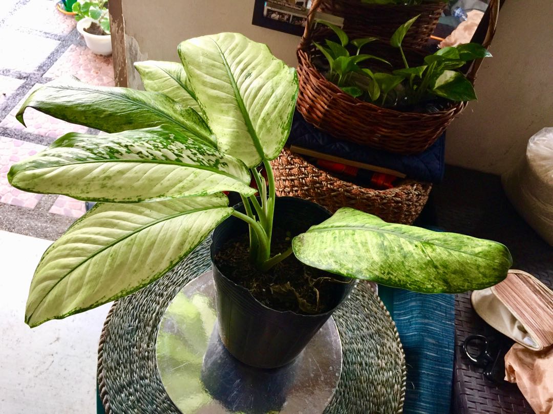 Semi rare bachia Fusion of Marian & snow white, Furniture & Home Living ...