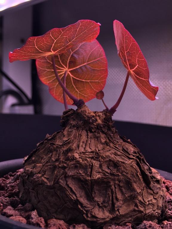 紅葉 山形 龜裂 大葉山烏龜 一葉龜 Stephania sp.nova非圓葉山烏龜 多肉, 傢俬＆家居, 園藝, 盆栽 - Carousell