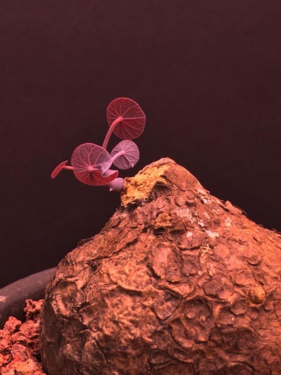 紅葉 山形 龜裂 大葉山烏龜 一葉龜 Stephania sp.nova非圓葉山烏龜 多肉, 傢俬＆家居, 園藝, 盆栽 - Carousell