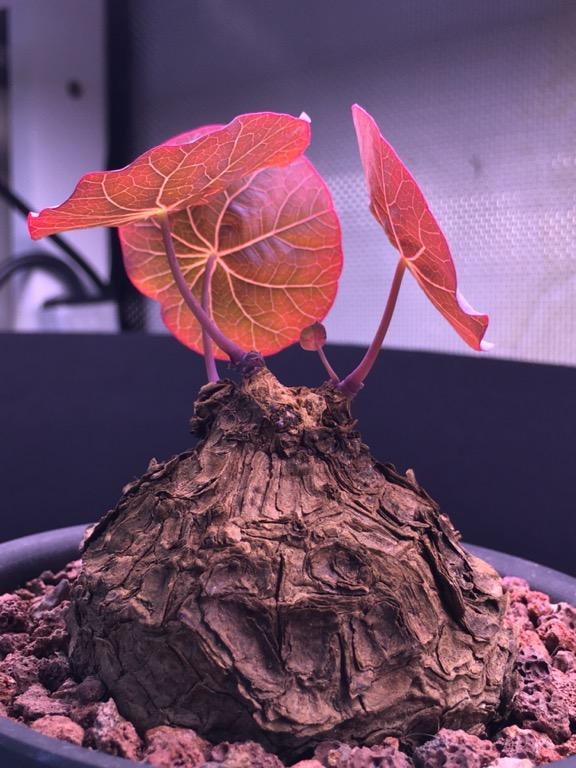 紅葉 山形 龜裂 大葉山烏龜 一葉龜 Stephania sp.nova非圓葉山烏龜 多肉, 傢俬＆家居, 園藝, 盆栽 - Carousell