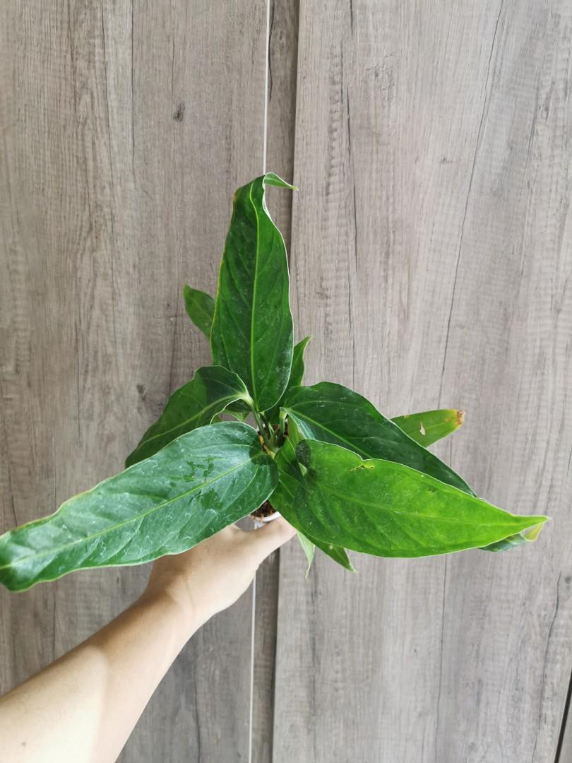 Anthurium spectabile, Furniture & Home Living, Gardening, Plants ...