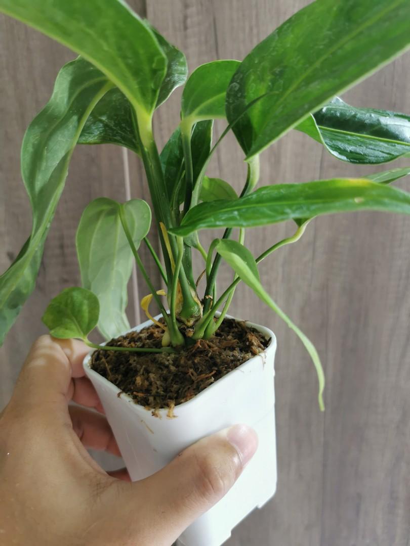 Anthurium spectabile, Furniture & Home Living, Gardening, Plants ...