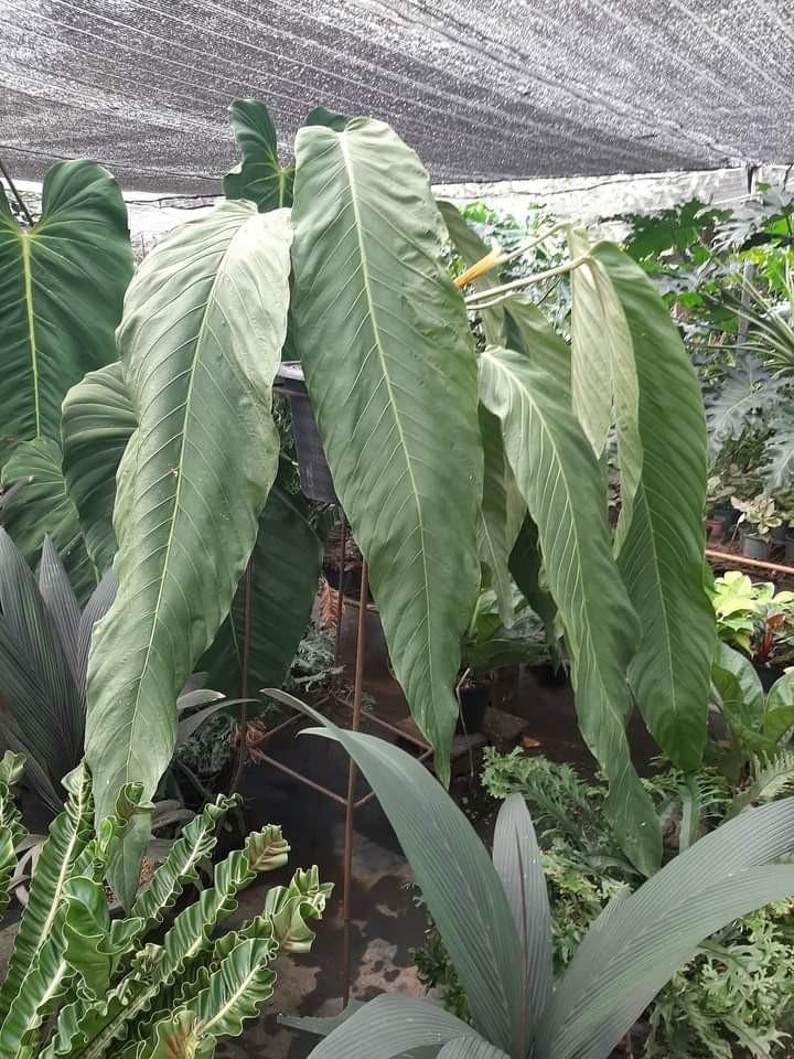 Anthurium spectabile, Furniture & Home Living, Gardening, Plants ...