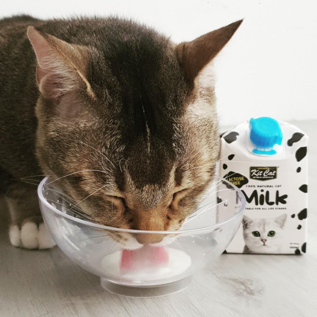 Kit Cat Natural Cat Milk, Pet Supplies, Pet Food on Carousell