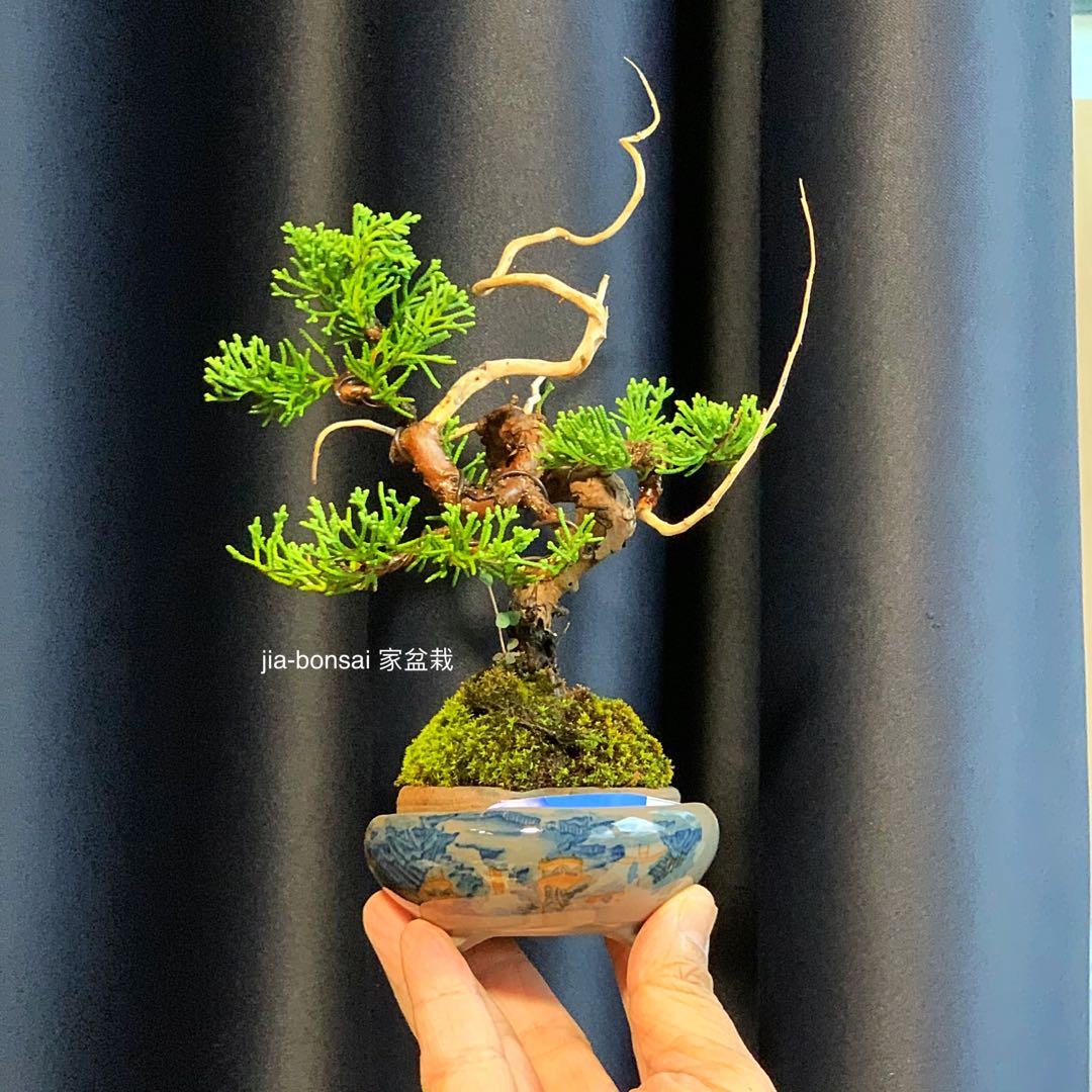 MAME Japanese Shimpaku Bonsai, Furniture & Home Living, Gardening ...