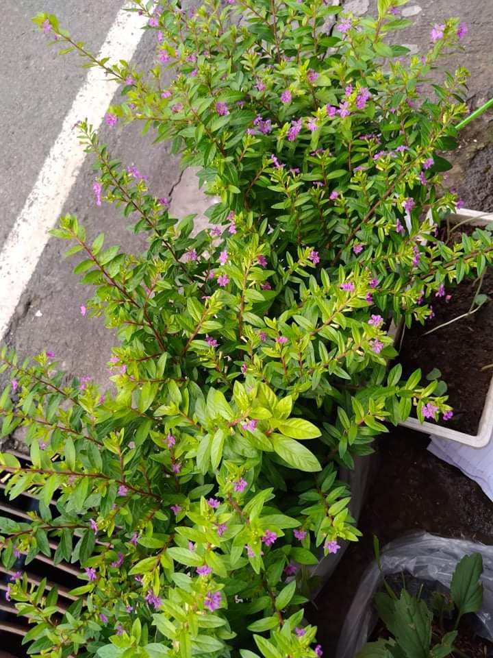 Copea, Furniture & Home Living, Gardening, Plants & Seeds on Carousell