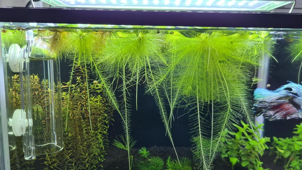 Dwarf Water Lettuce / Pistia Stratiotes, Furniture & Home Living ...