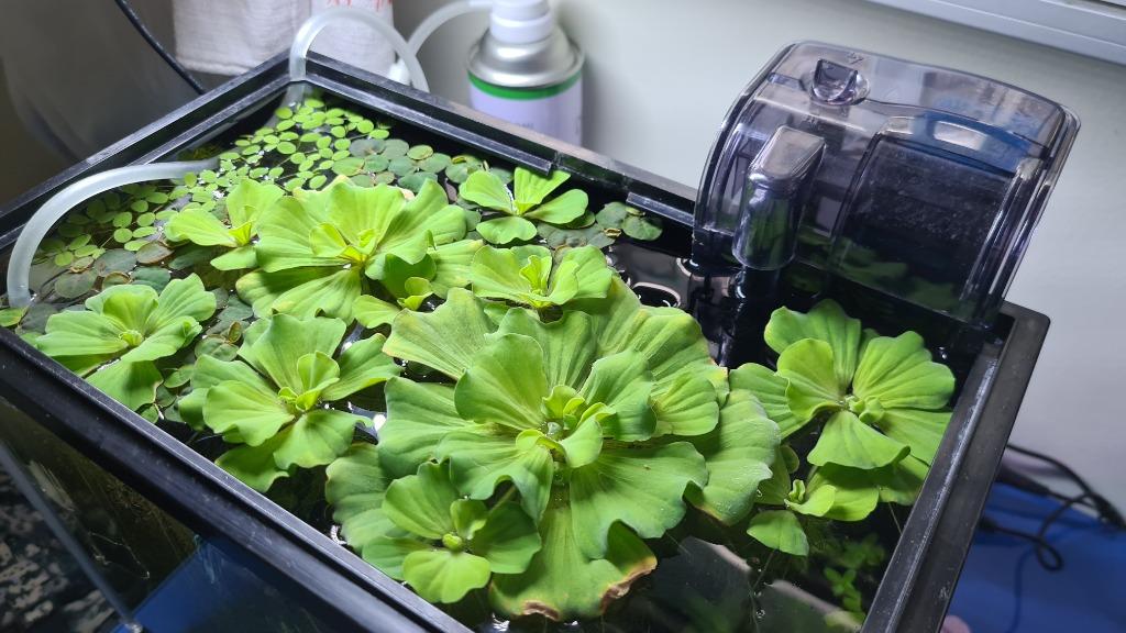 Dwarf Water Lettuce / Pistia Stratiotes, Furniture & Home Living ...