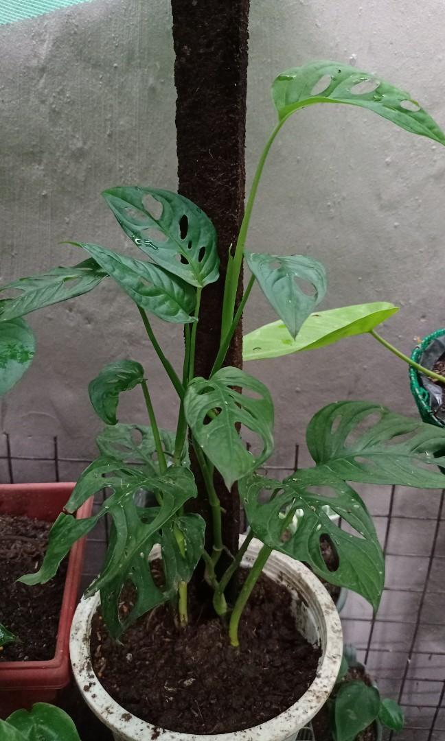 Trailing monstera Adansonii, Furniture & Home Living, Gardening, Plants ...