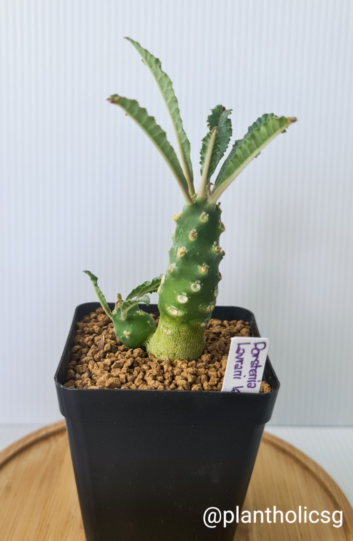 Dorstenia Lavrani, Furniture & Home Living, Gardening, Plants & Seeds ...