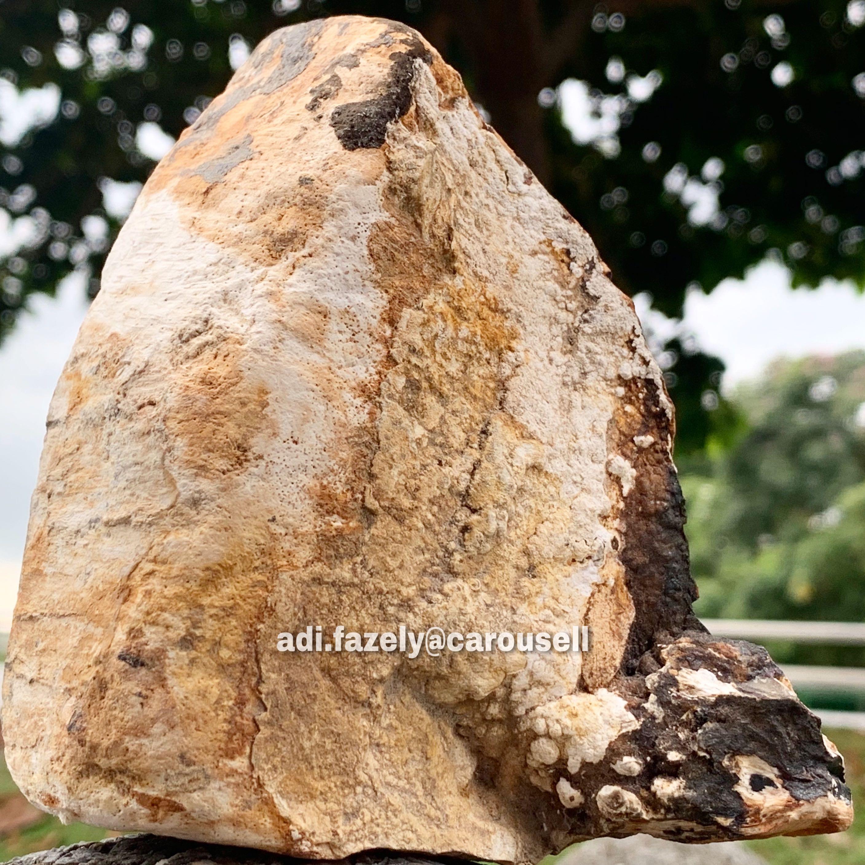 Raw Display of Fossilised Kayu Gemunggal/Kelo (with “A” motive ...