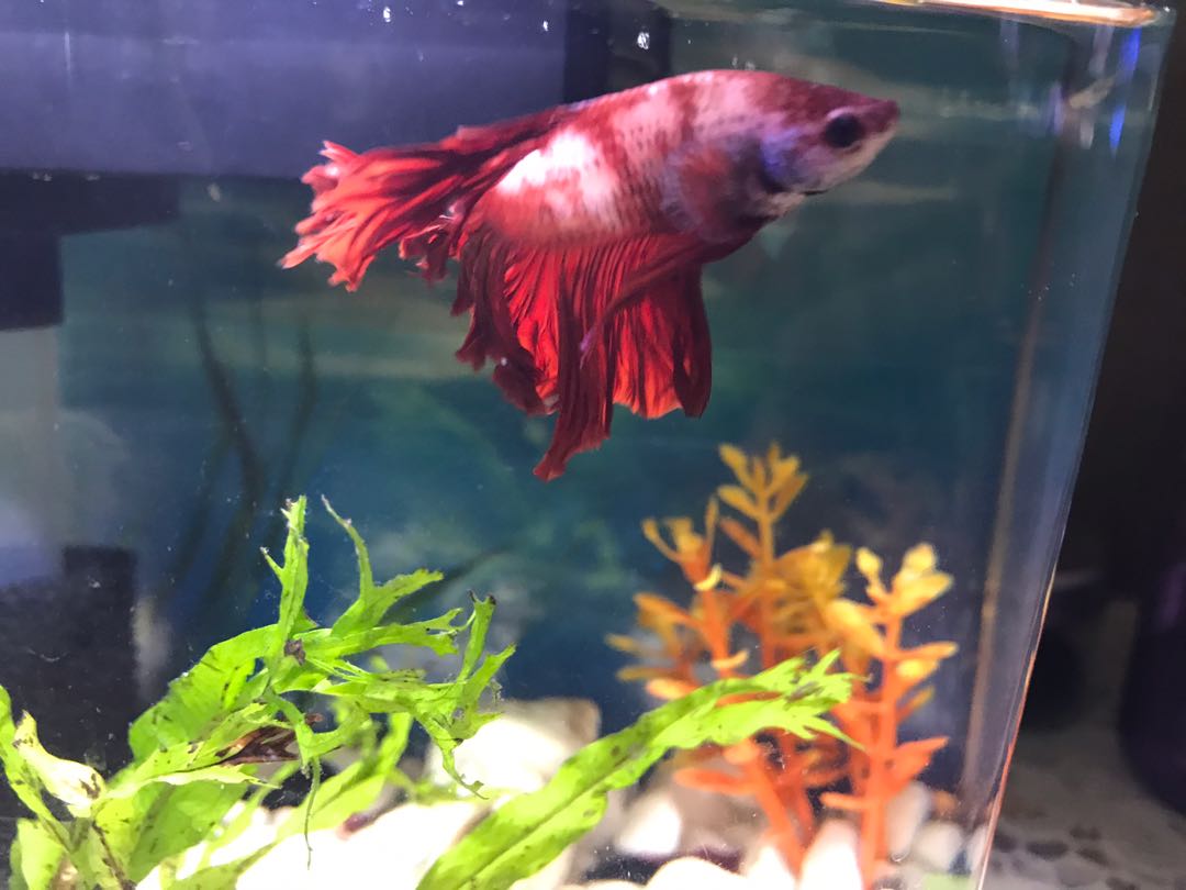 Betta fish for Adoption, Pet Supplies, Homes & Other Pet Accessories on ...