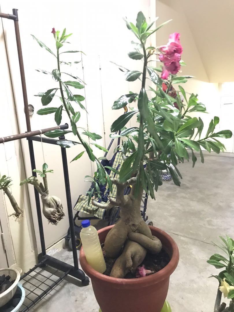 Big Adenium Plant, Furniture & Home Living, Gardening, Plants & Seeds ...