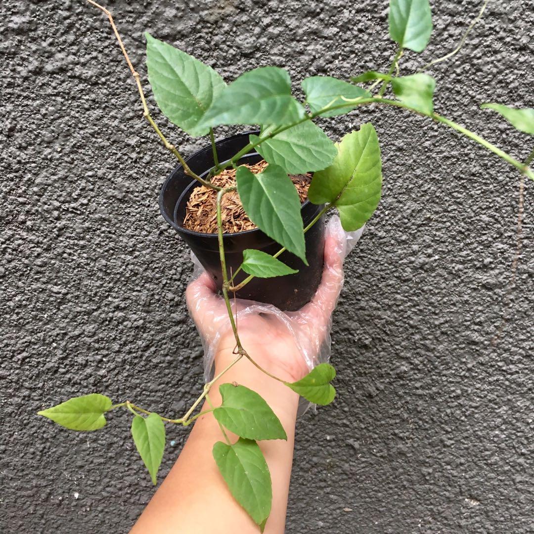 Cissus nodosa or Princess Vine, Furniture & Home Living, Gardening ...