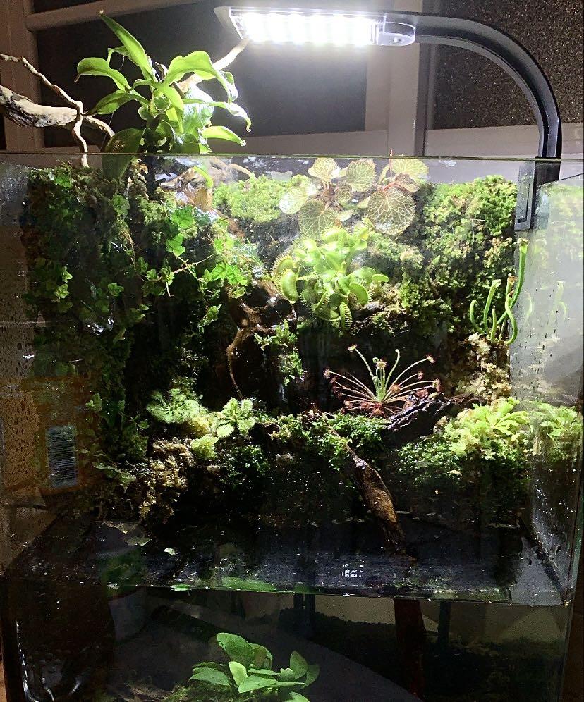 Carnivorous Paludarium Fish Tank, Pet Supplies, Homes & Other Pet ...