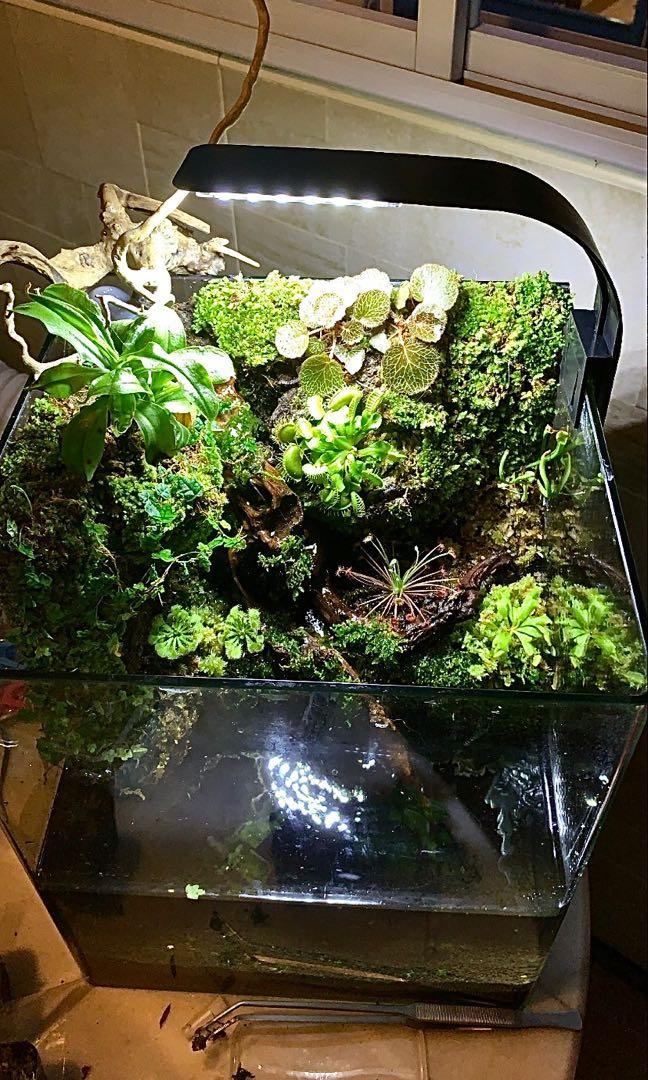 Carnivorous Paludarium Fish Tank, Pet Supplies, Homes & Other Pet ...