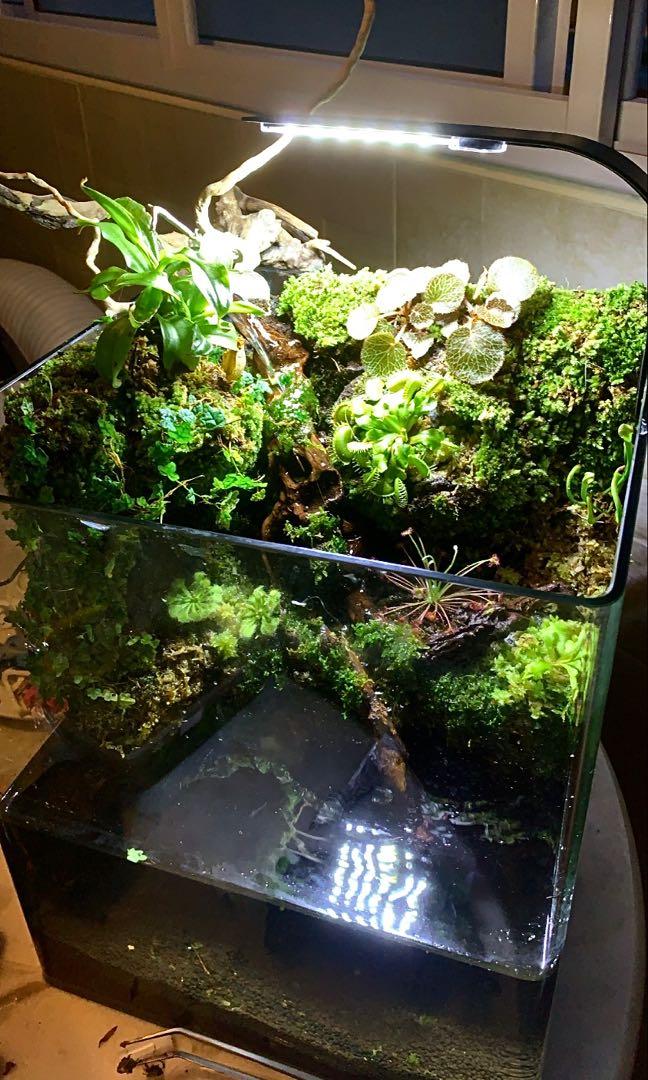 Carnivorous Paludarium Fish Tank, Pet Supplies, Homes & Other Pet ...