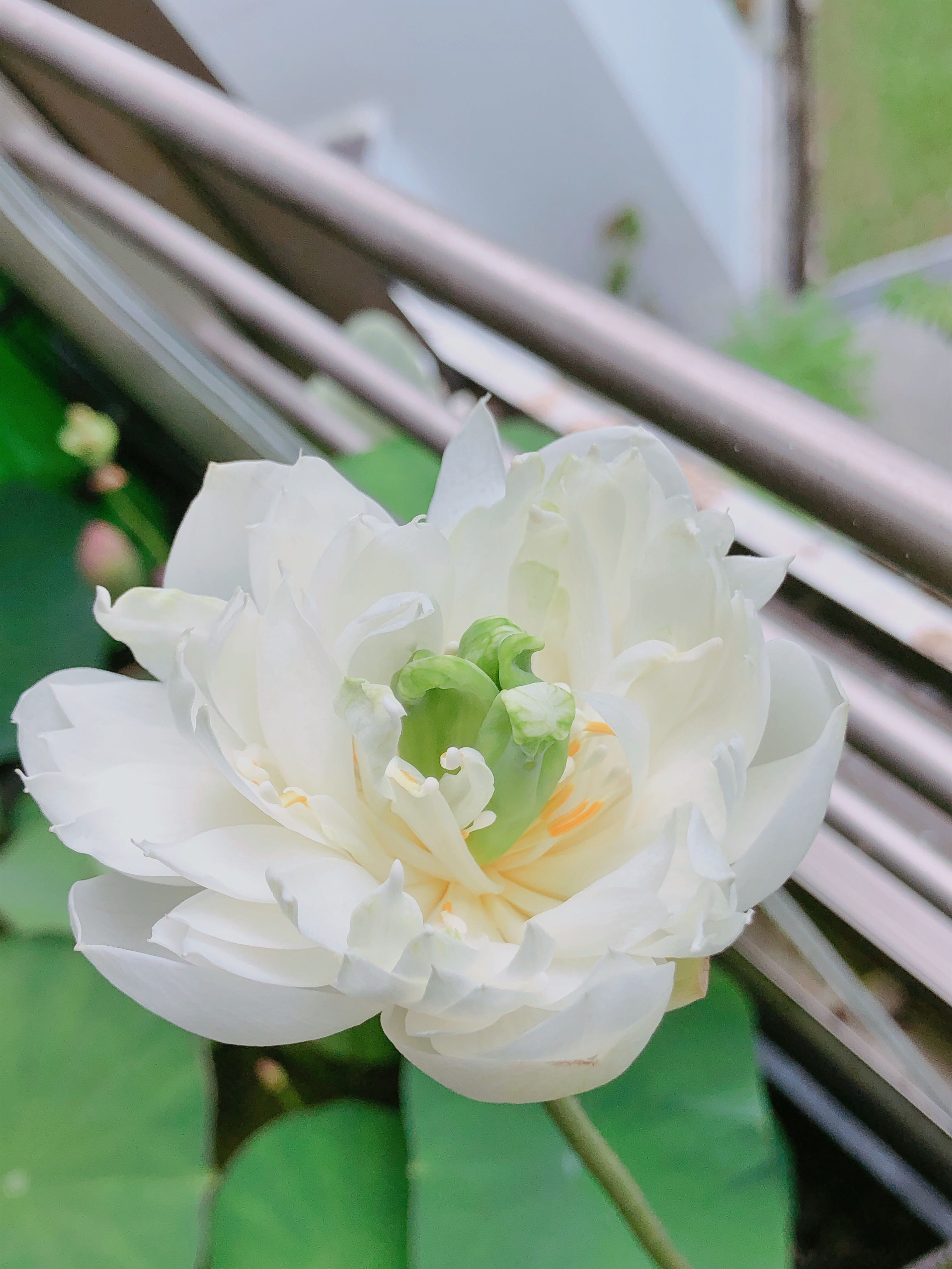 Micro lotus with 3 buds, Furniture & Home Living, Home Decor ...