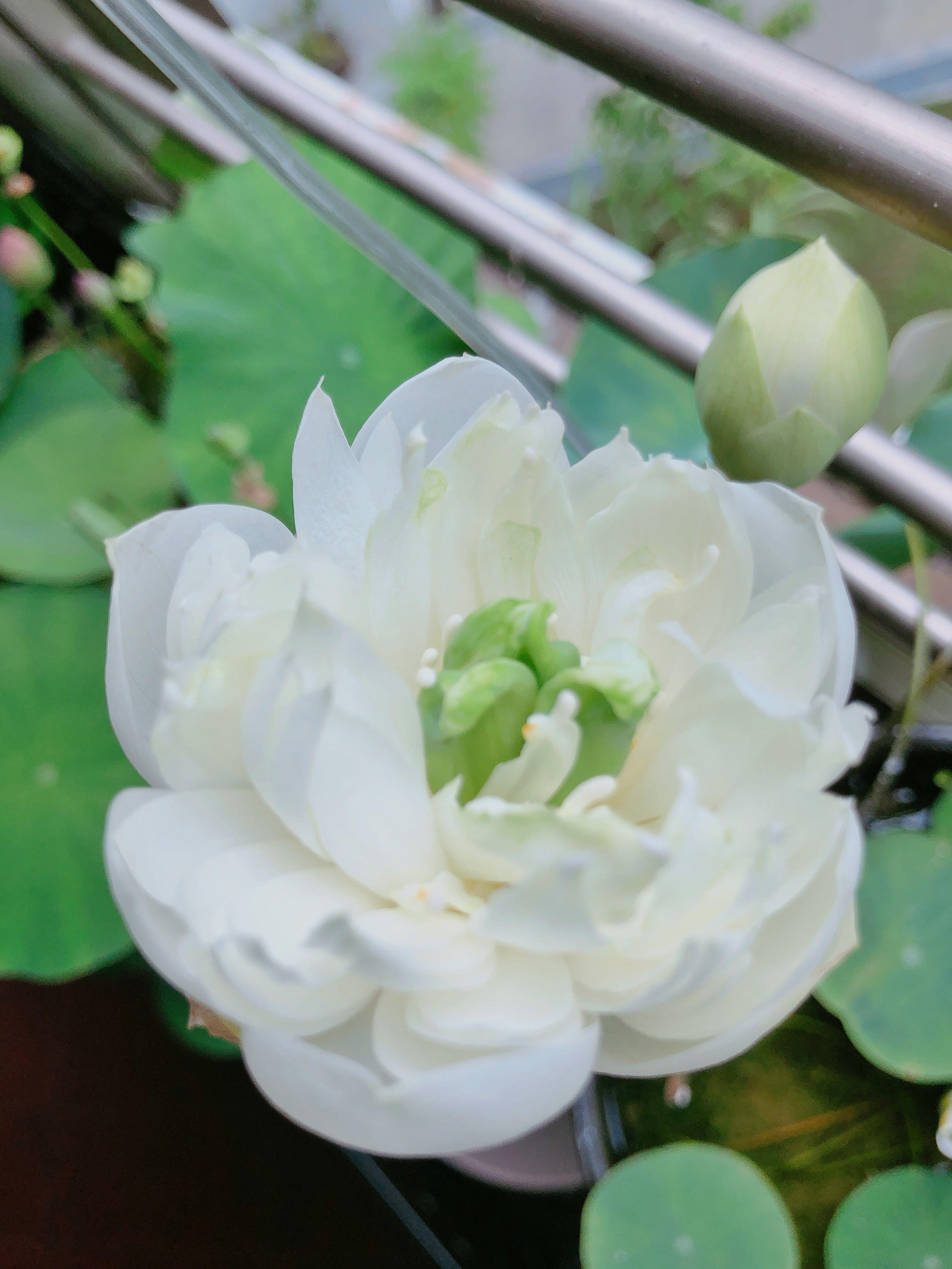 Micro lotus with 3 buds, Furniture & Home Living, Home Decor ...