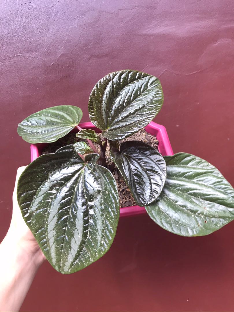 Peperomia Rugosa Ecuador, Furniture & Home Living, Gardening, Plants ...