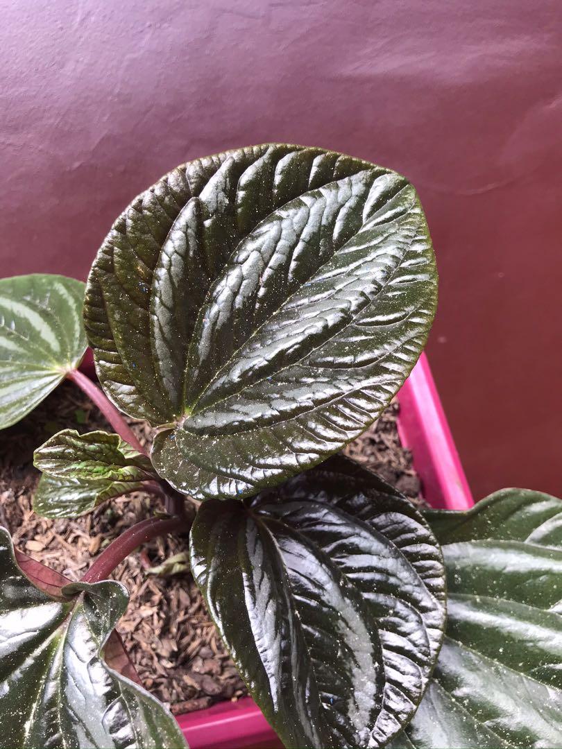 Peperomia Rugosa Ecuador, Furniture & Home Living, Gardening, Plants ...