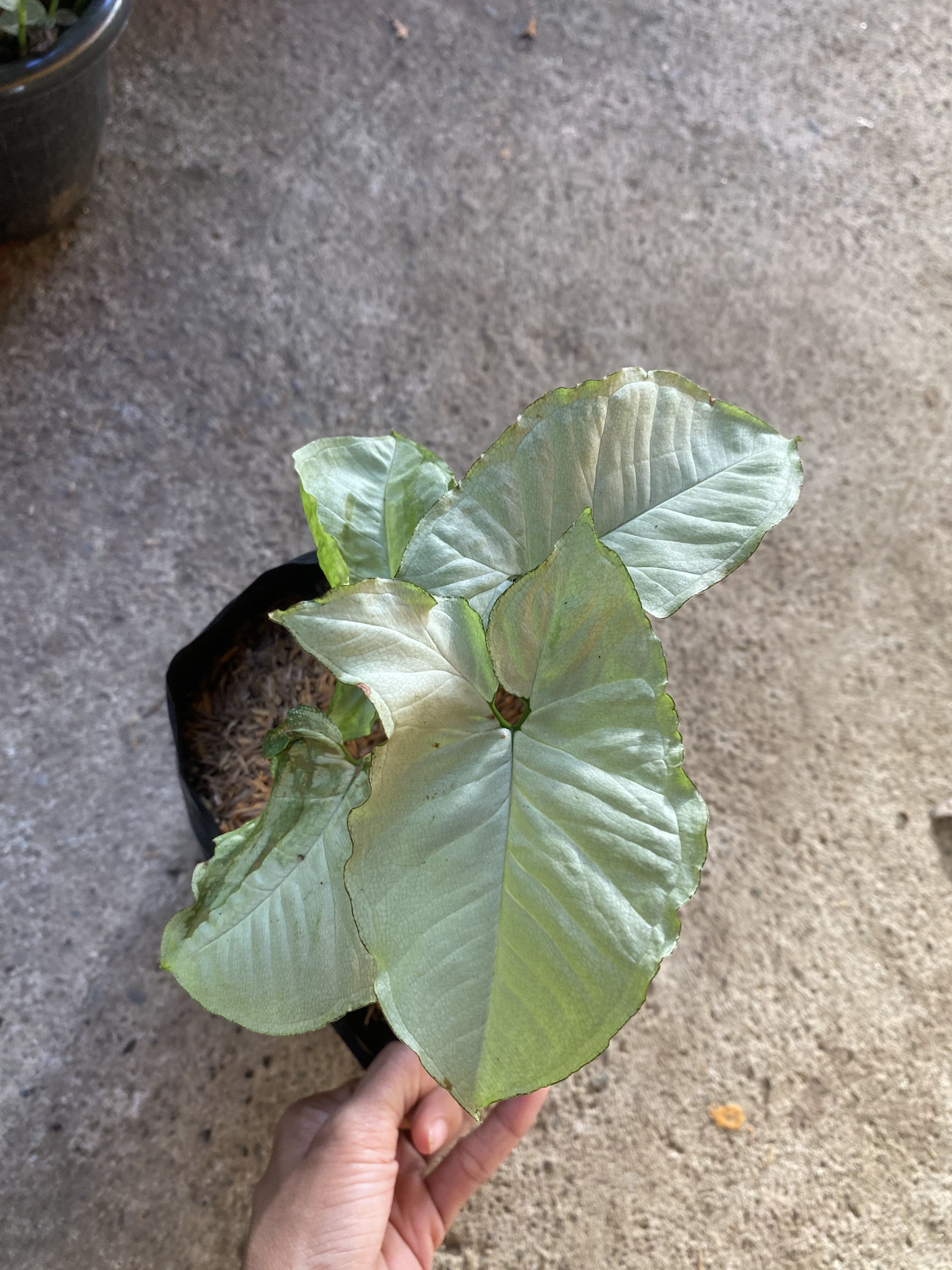 syngonium varieties, Furniture & Home Living, Gardening, Plants & Seeds ...