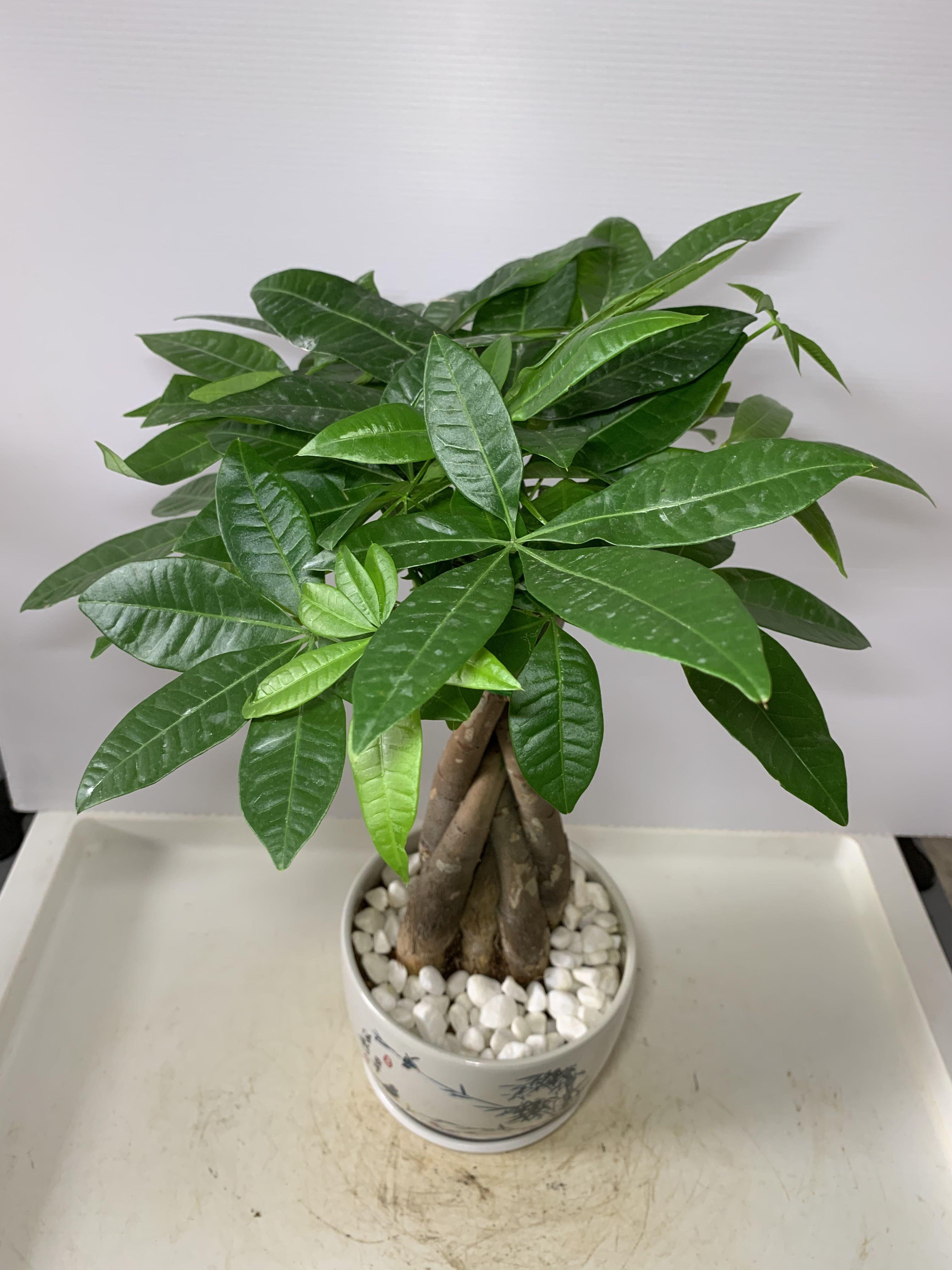 (5 Twisted) Money Tree / Fortune Tree / Pachira Aquatica / 发财树 ...