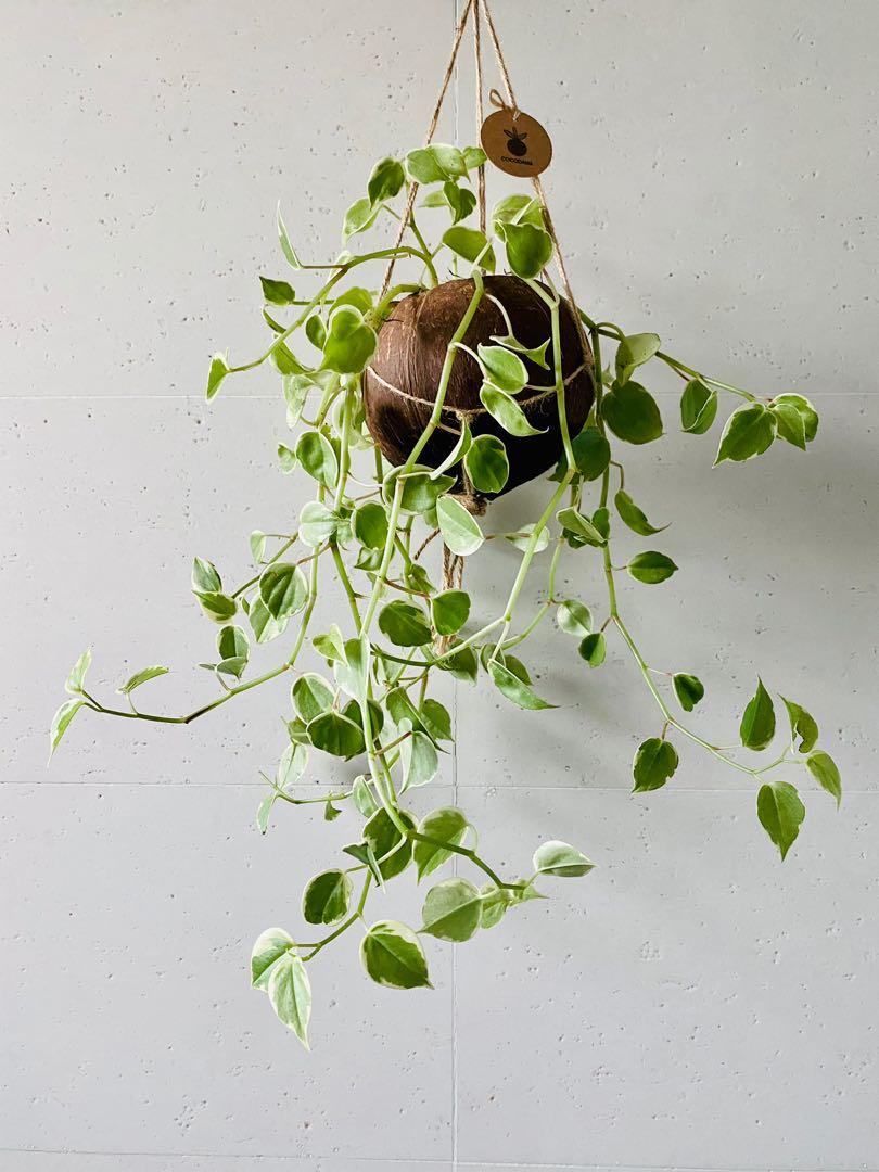 Peperomia Nitida Variegata in Hanging Cocodama pot, Gardening, Plants ...