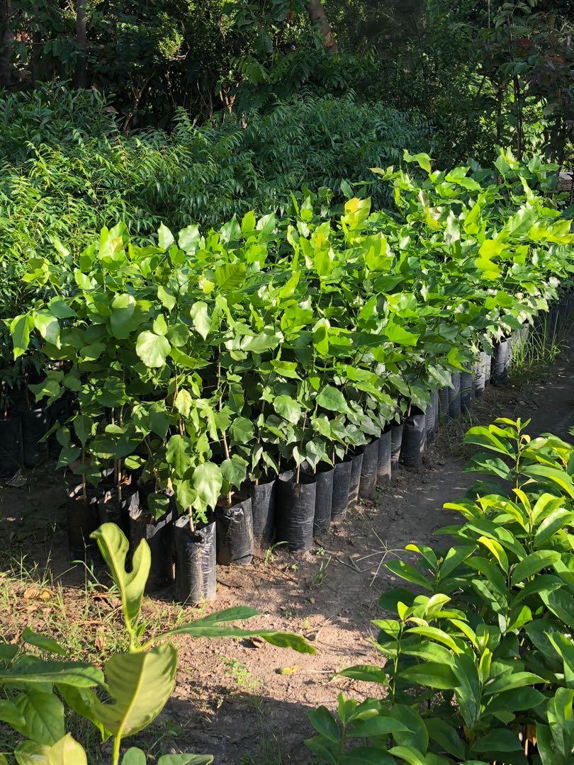 Bani Tree, Furniture & Home Living, Gardening, Plants & Seeds on Carousell