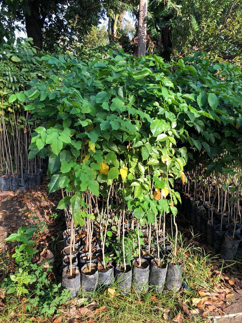 Narra Tree, Furniture & Home Living, Gardening, Plants & Seeds on Carousell