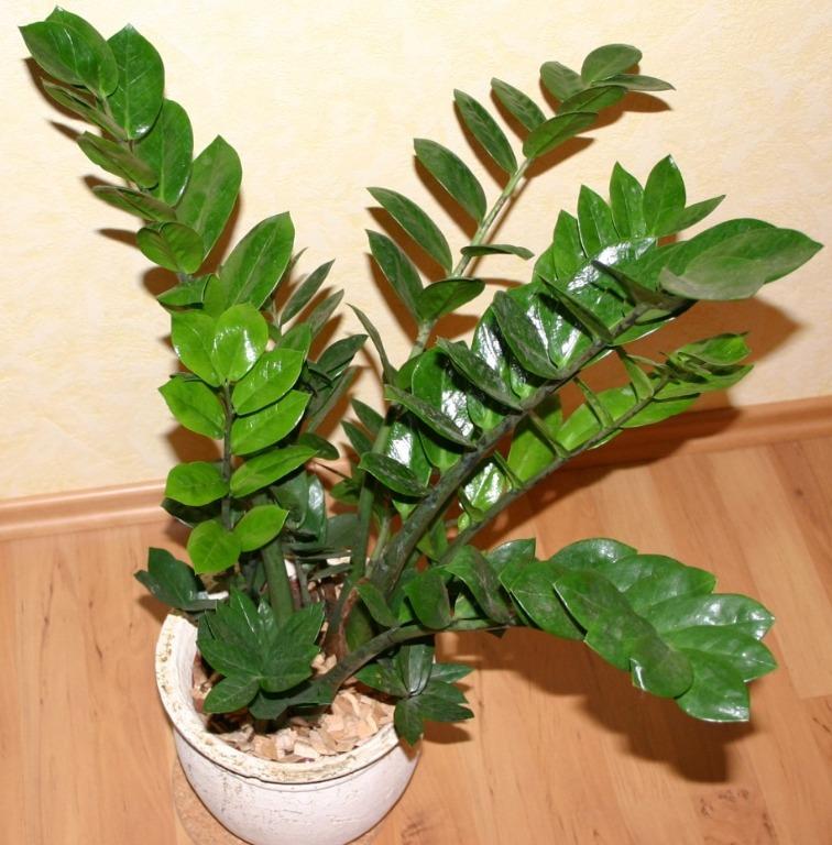 Pokok Duit-Duit (Ong / ZZ plants / Zamioculcas Zamiifolia), Furniture ...