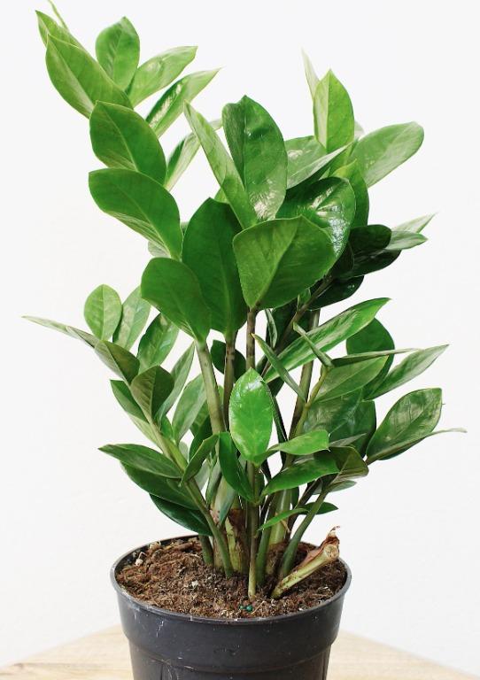 Pokok Duit-Duit (Ong / ZZ plants / Zamioculcas Zamiifolia), Furniture ...