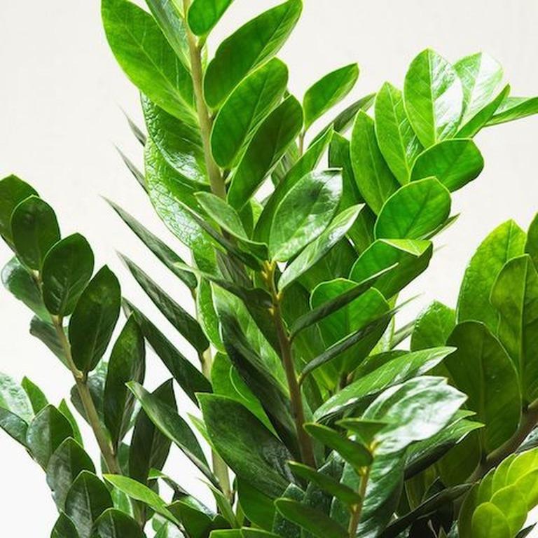 Pokok Duit-Duit (Ong / ZZ plants / Zamioculcas Zamiifolia), Furniture ...