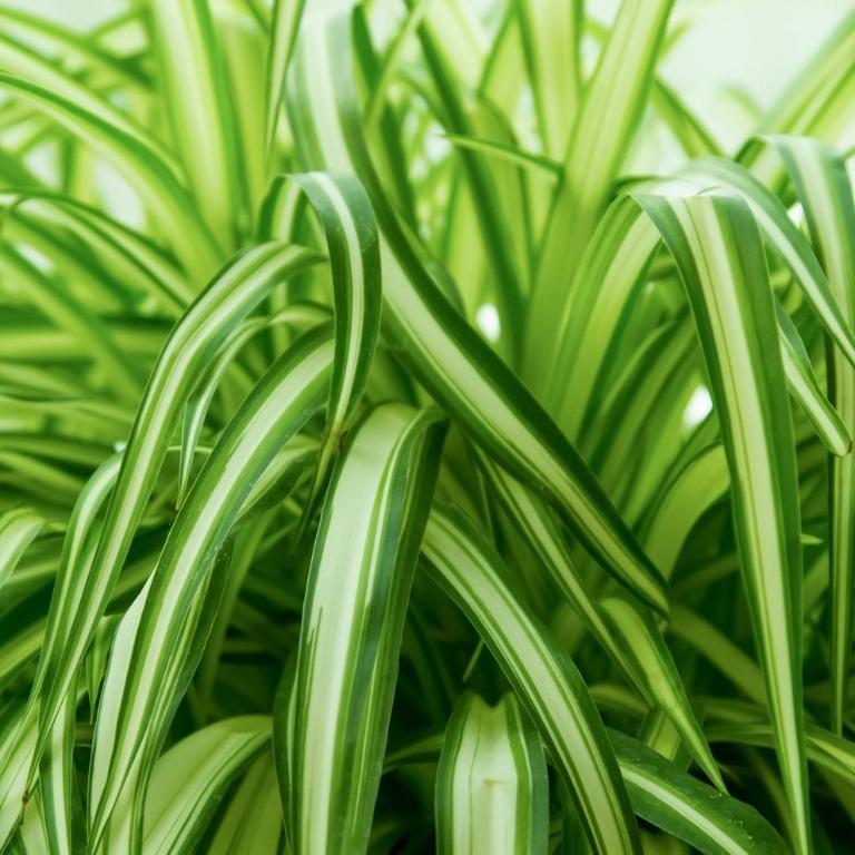Pokok Lili Paris (Chlorophytum comosum / Spider Plant / Airplant ...