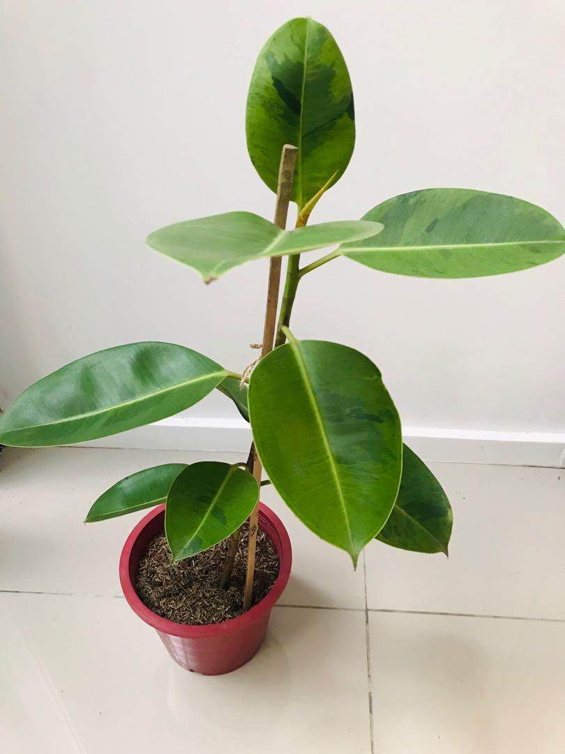 RARE Ficus Elastica Shivereana Variegated Rubber Tree Indoor Outdoor ...