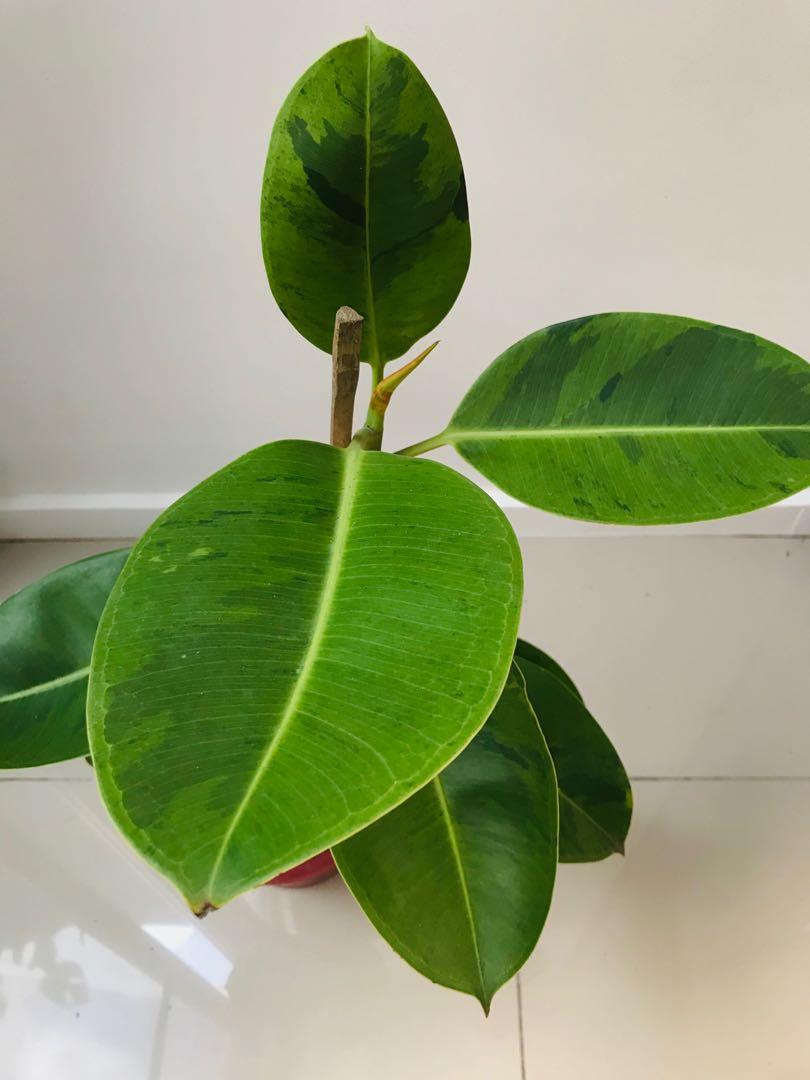 RARE Ficus Elastica Shivereana Variegated Rubber Tree Indoor Outdoor ...