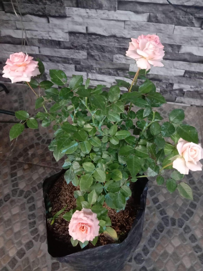 Malaysian Rose, Furniture & Home Living, Gardening, Plants & Seeds on ...