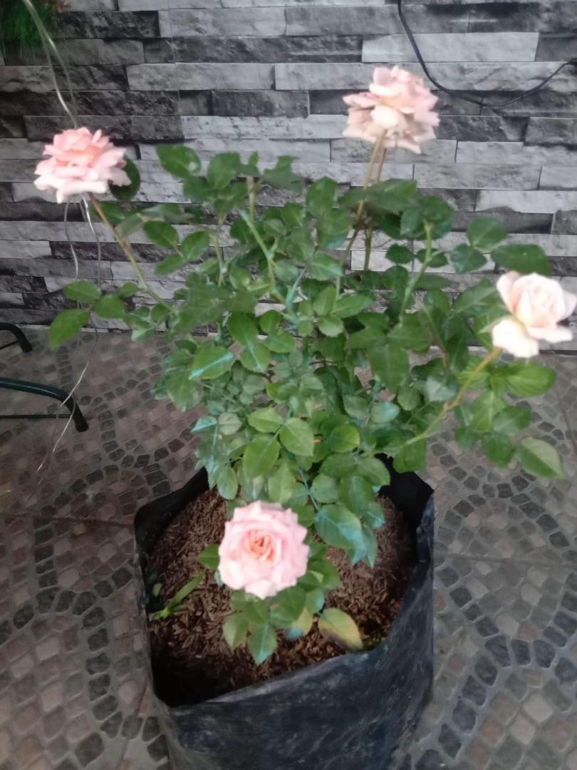 Malaysian Rose, Furniture & Home Living, Gardening, Plants & Seeds on ...