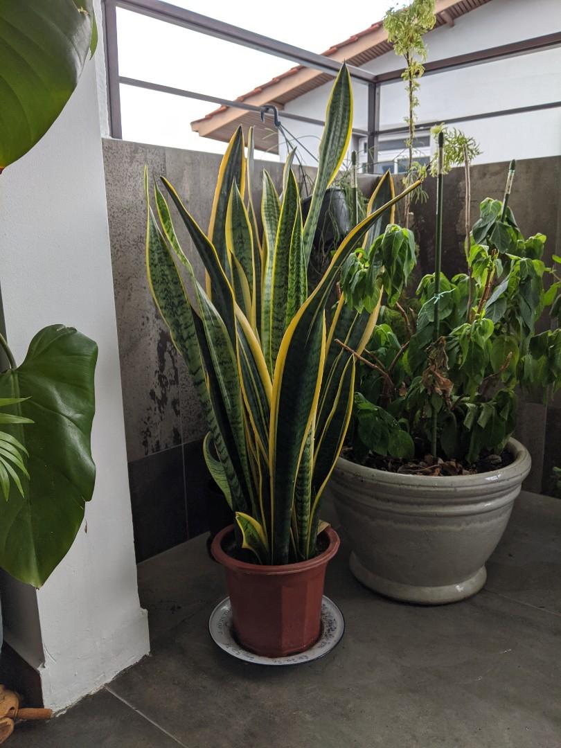 Tall Snake Plant, Furniture & Home Living, Gardening, Plants & Seeds on ...