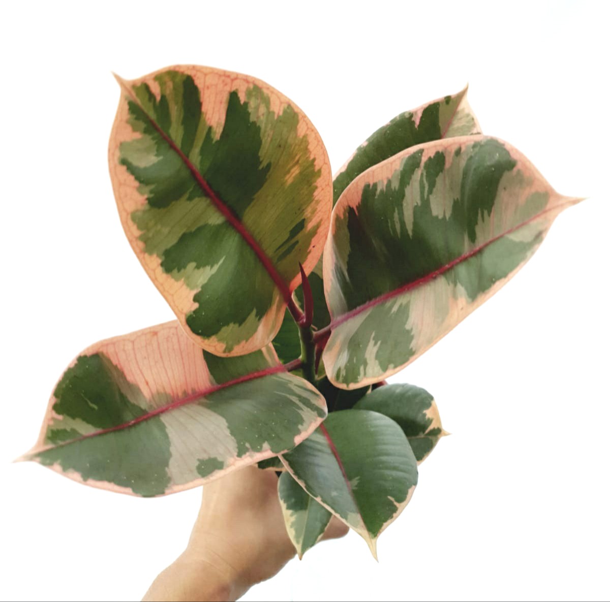 Ficus Elastica Ruby, Furniture & Home Living, Gardening, Plants & Seeds ...