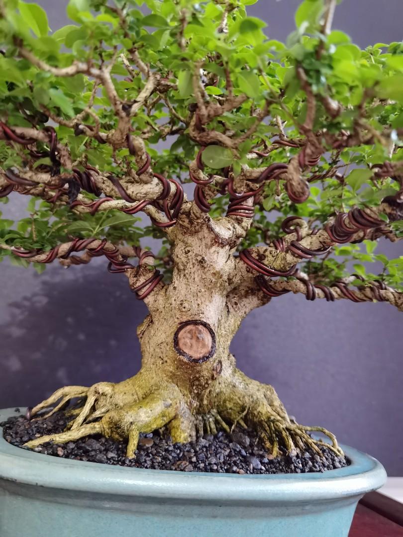 Tugas Vitex Parviflora, Furniture & Home Living, Gardening, Plants ...