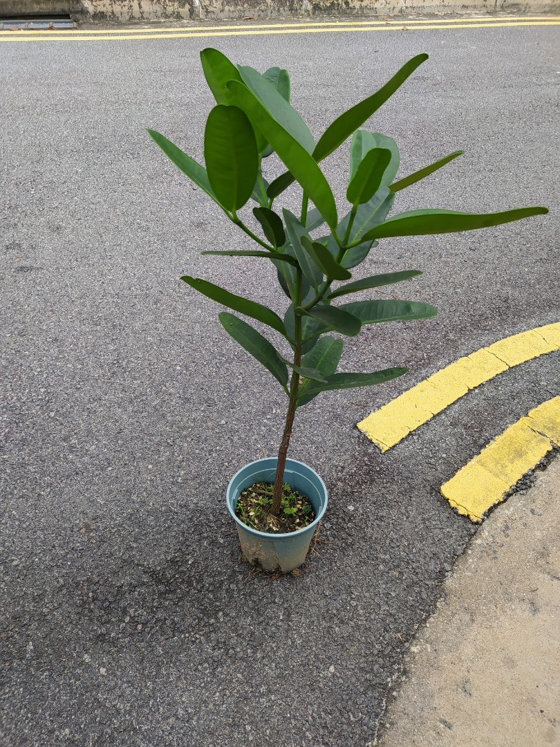 Home Grown Happiness Tree About 3 ft, Gardening, Plants on Carousell